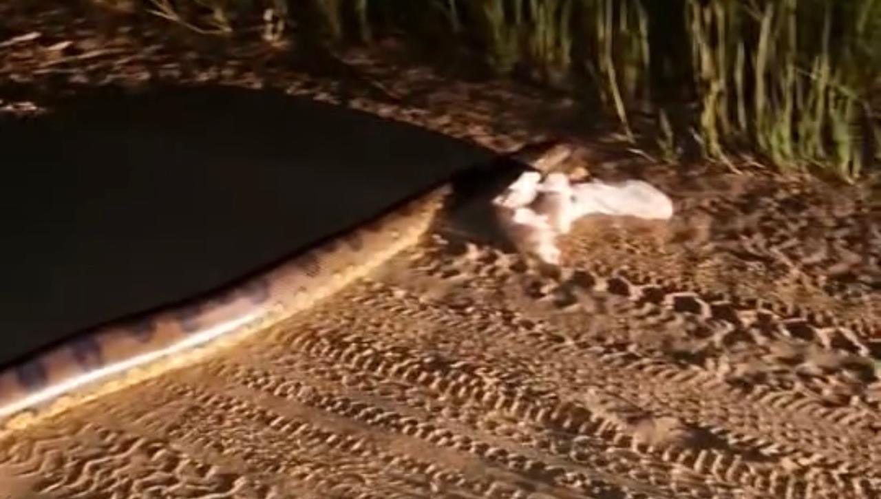 Moradores flagram sucuri gigante atravessando rua em Cruzeiro do Sul ...